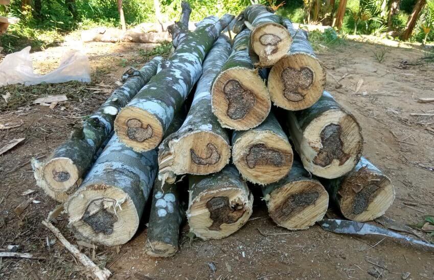 Agarwin-Keystone | About Agarwood | Sustainable Agarwood & Oud ...